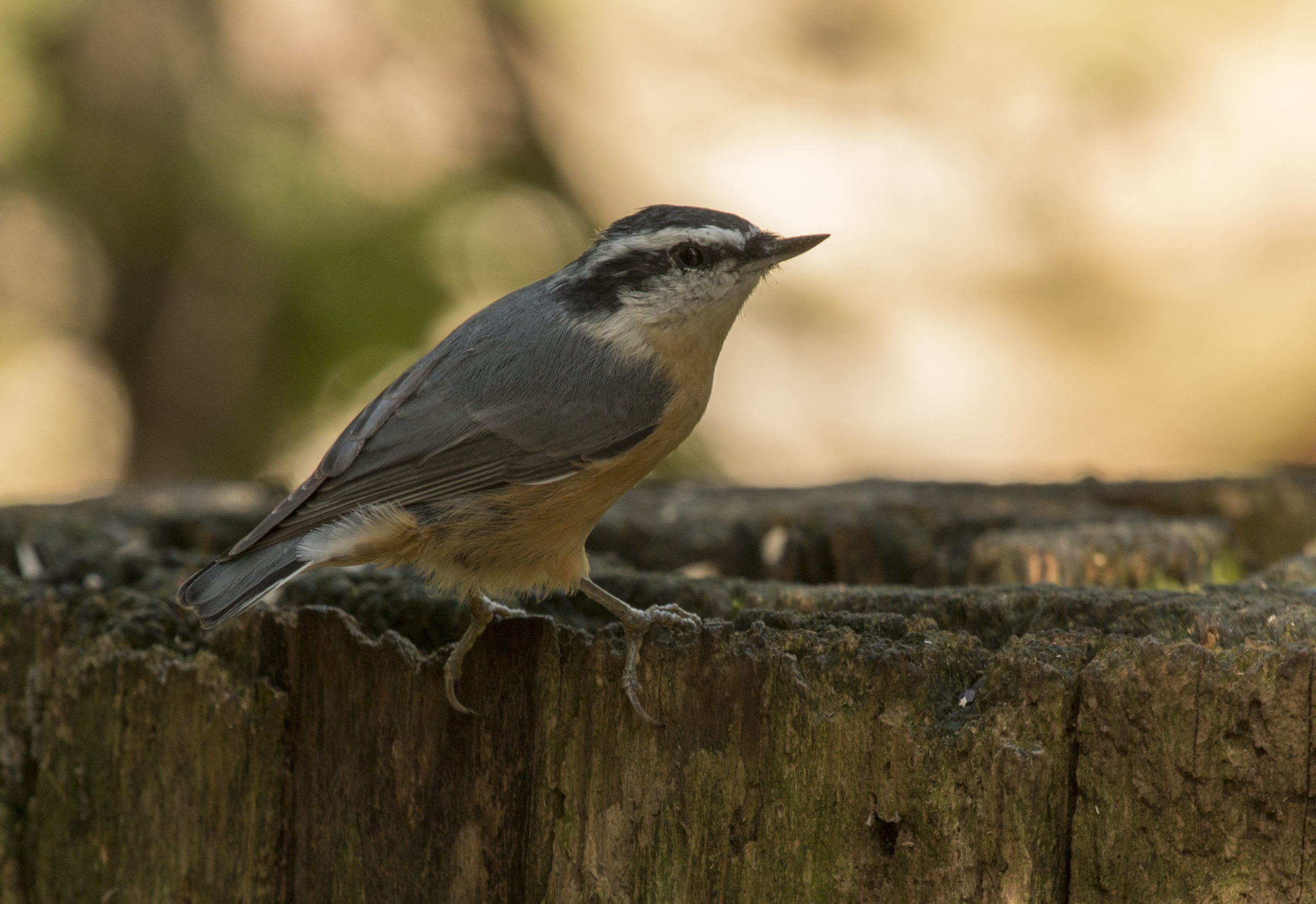 Rare Birds & Bird Brains - Wilderness North