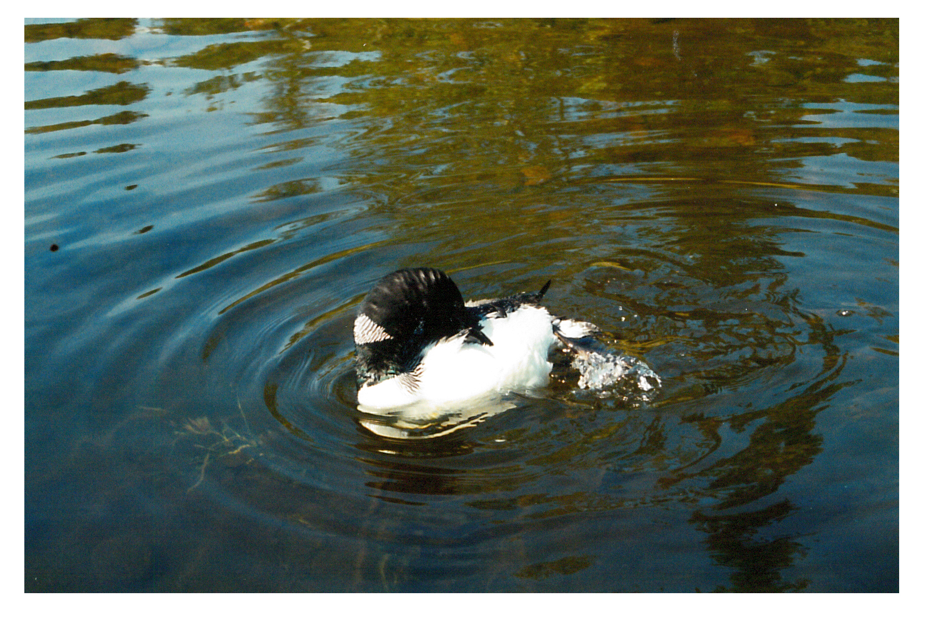 All About Loons - Wilderness North