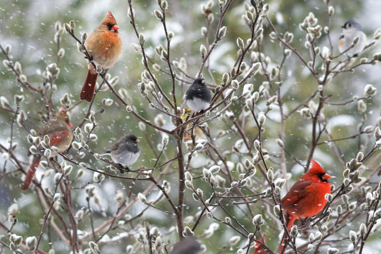Learning About Birds Just got Easier - Wilderness North