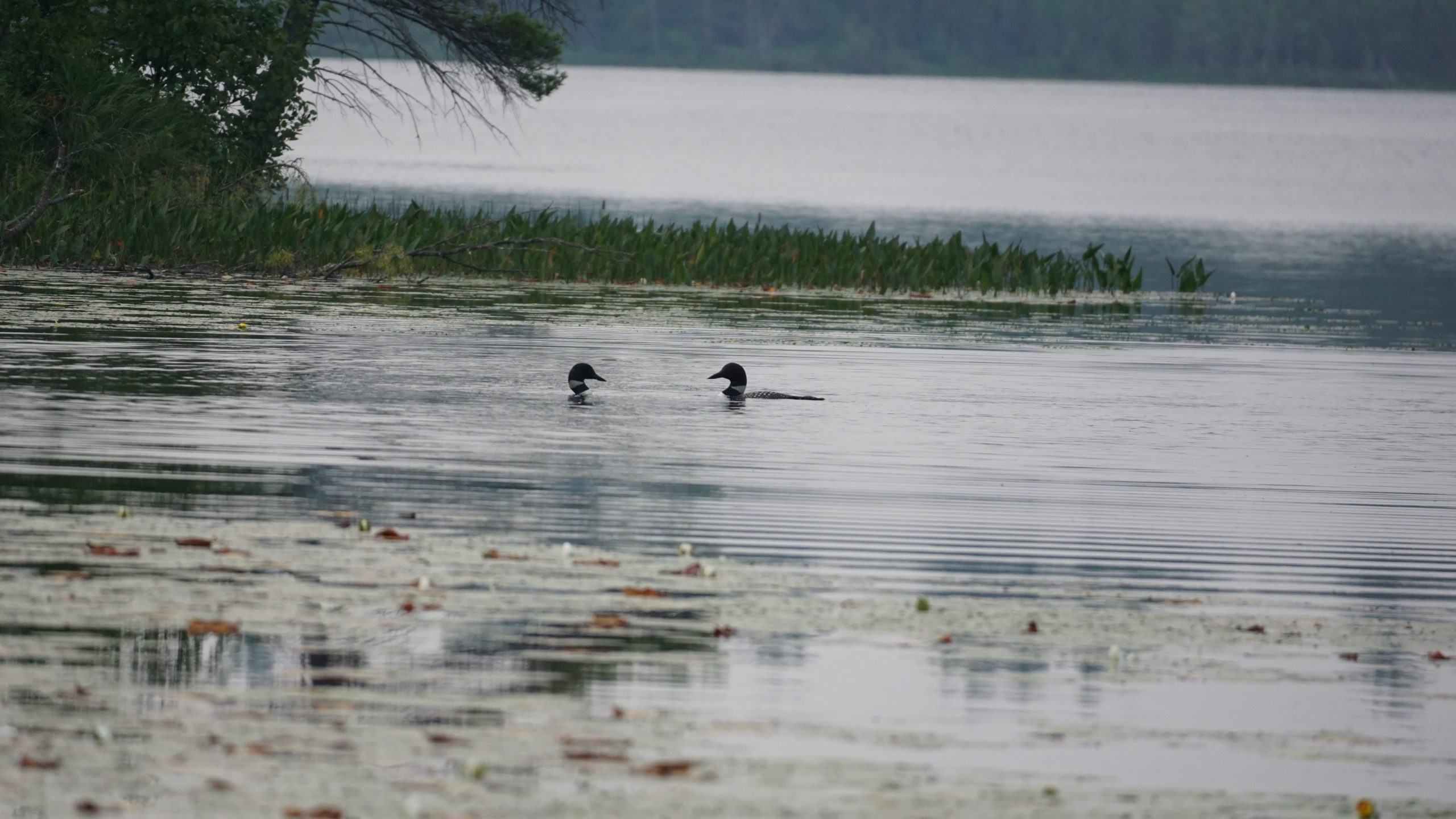 Loons - Wilderness North