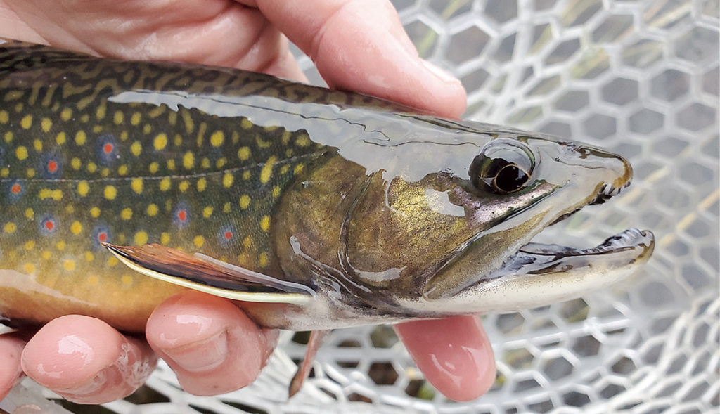 Lake Superior Brook Trout — Wilderness North