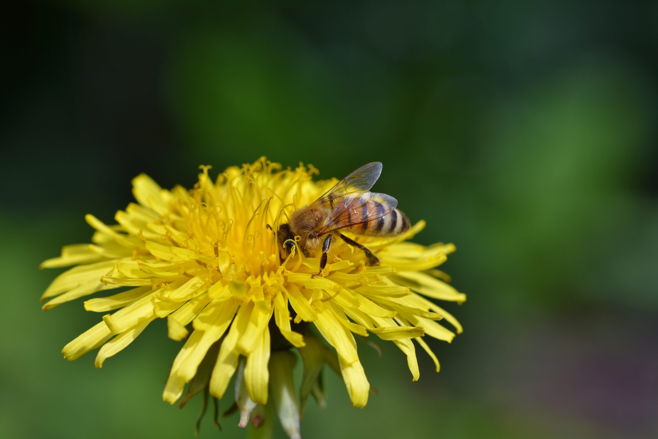 Pleasing bees - Wilderness North