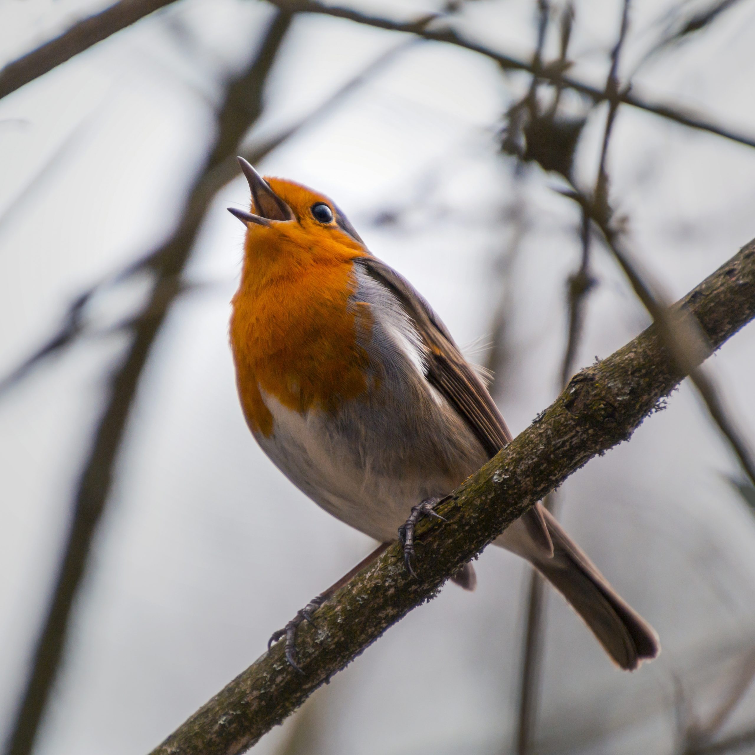 Boreal Birds Update - Wilderness North