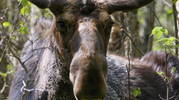 Moose Podcast - Wilderness North